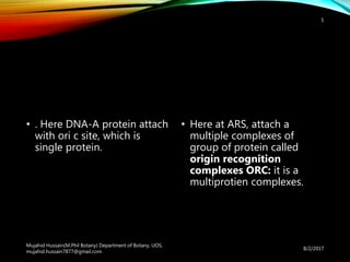 Comparison between Replication of Prokaryotes and Eukaryotes | PPT