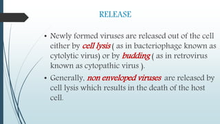 Dna replication in virus ppt | PPTX