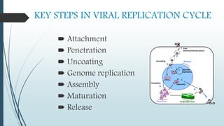 Dna replication in virus ppt | PPTX