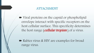 Dna replication in virus ppt | PPTX