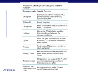 Comprehensive Overview of DNA Replication Mechanisms and Enzymes in AP ...