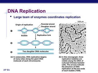 Comprehensive Overview of DNA Replication Mechanisms and Enzymes in AP ...