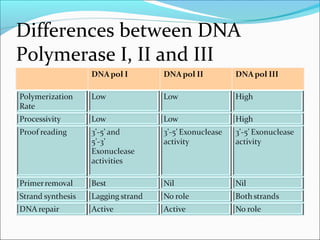 Dna Polymerase 1 Vs 3
