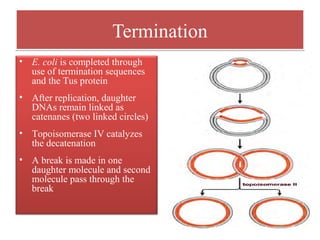 Dna replication | PPT