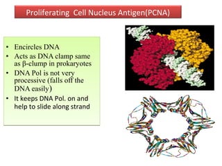 Dna replication | PPT