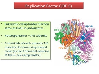 Dna replication | PPT