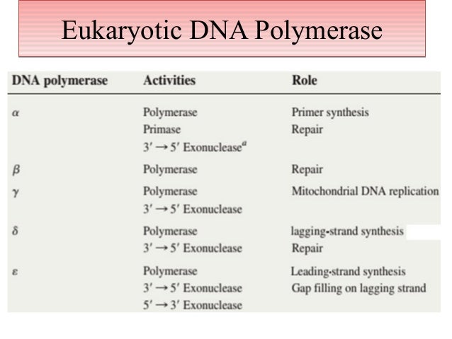 Dna replication