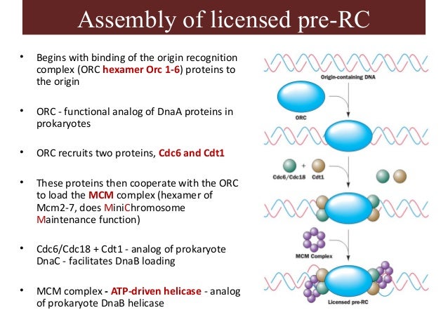 Dna replication