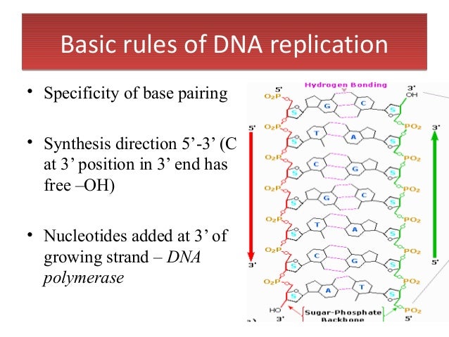 Dna replication
