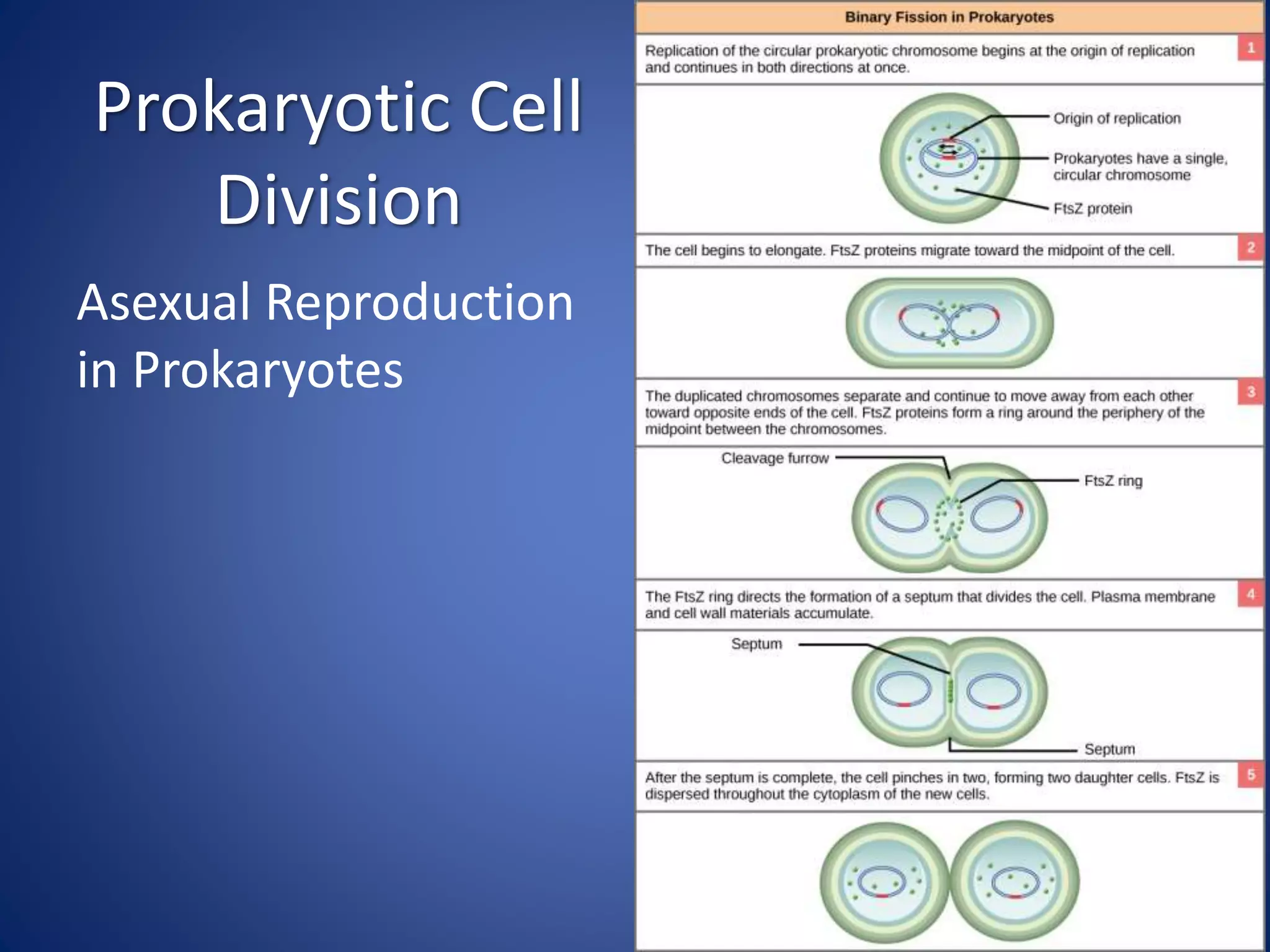 Dna replication, mitosis and the cell cycle | PPT