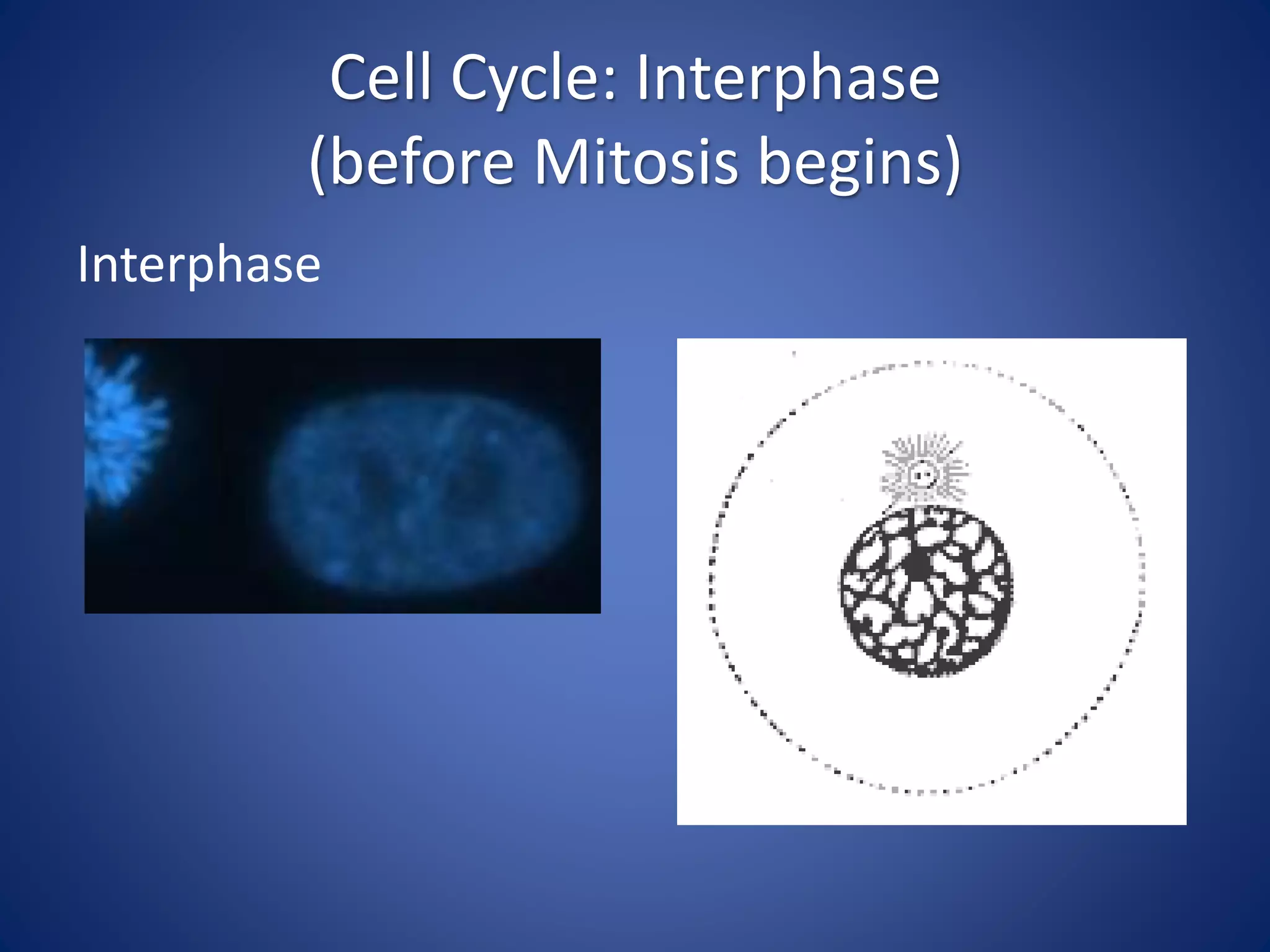 Dna replication, mitosis and the cell cycle | PPT