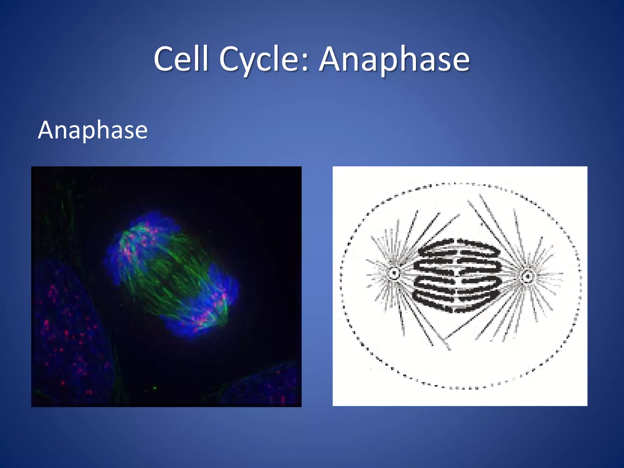 Dna replication, mitosis and the cell cycle | PPT