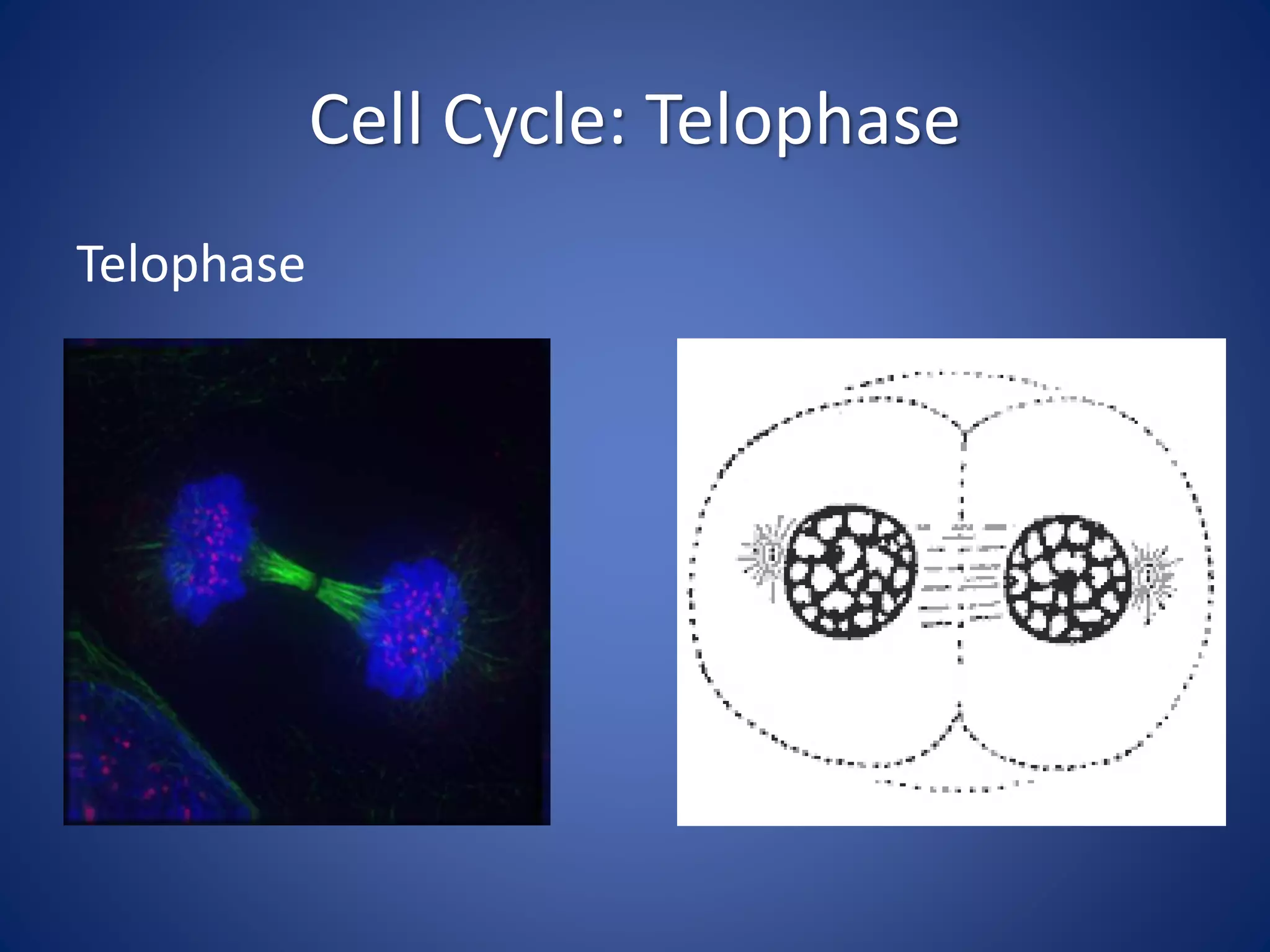 Dna replication, mitosis and the cell cycle | PPT