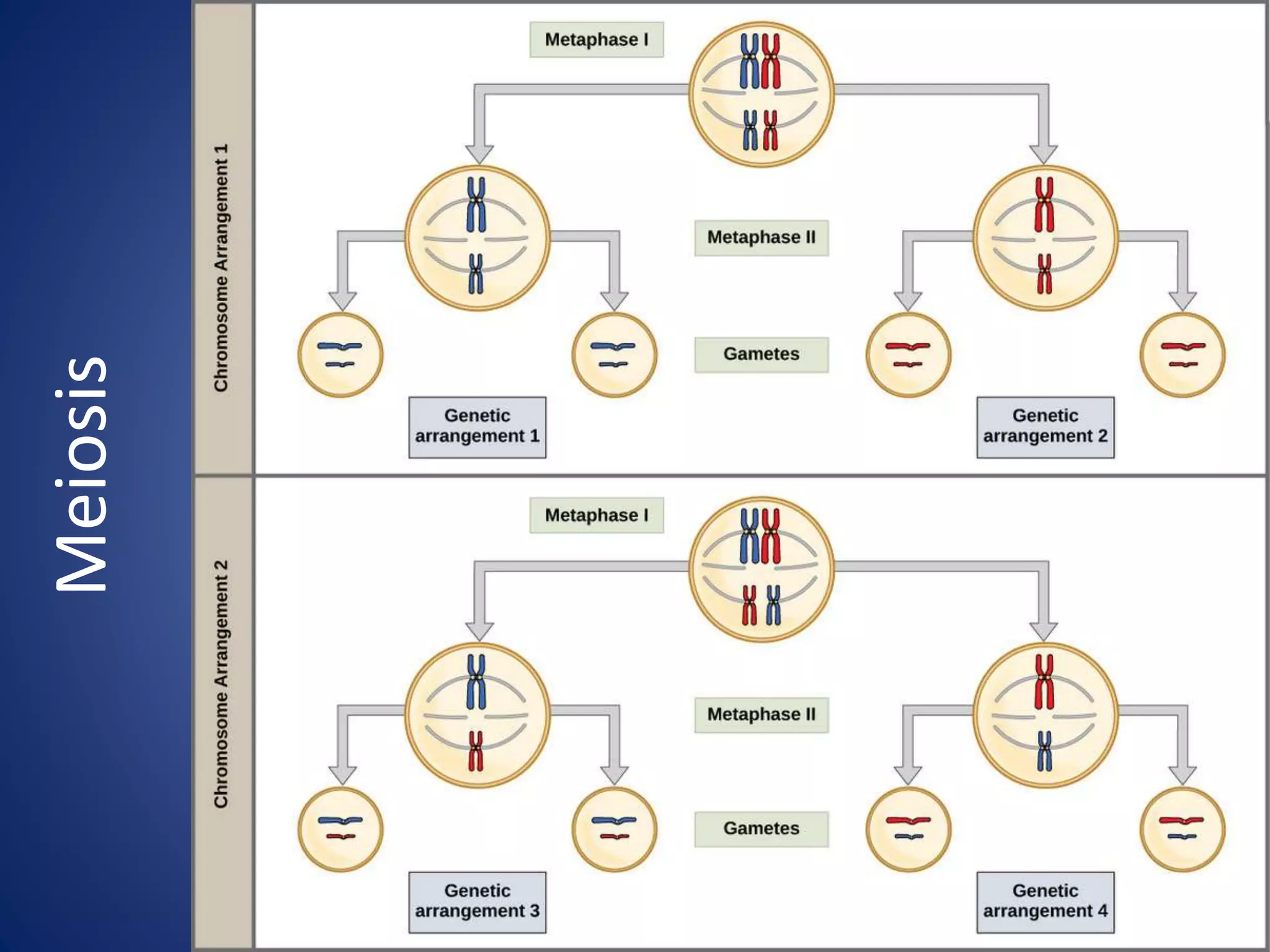 Dna replication, mitosis and the cell cycle | PPT
