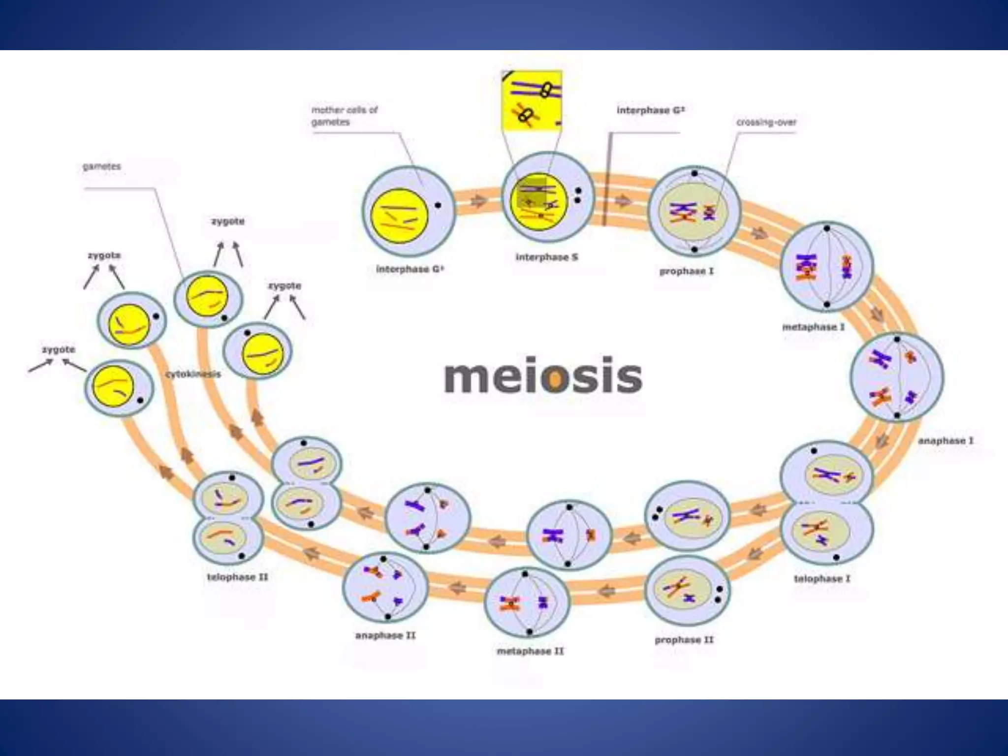Dna replication, mitosis and the cell cycle | PPT