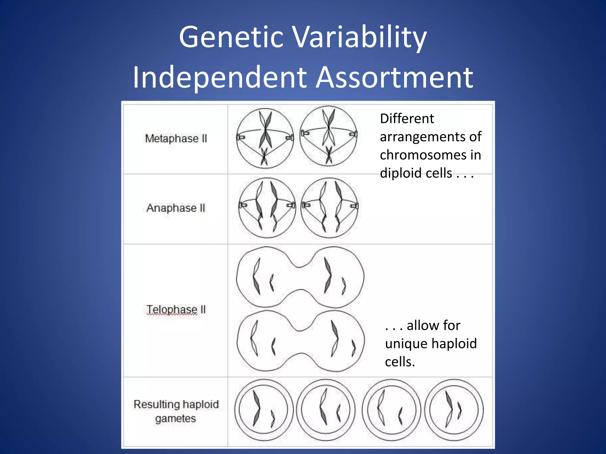 Dna replication, mitosis and the cell cycle | PPTX