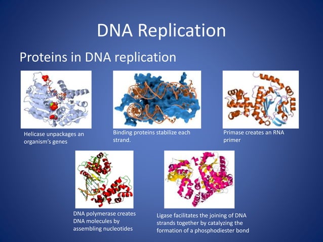 Dna replication, mitosis and the cell cycle | PPT