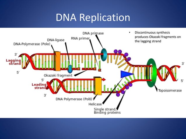 Dna replication, mitosis and the cell cycle | PPT