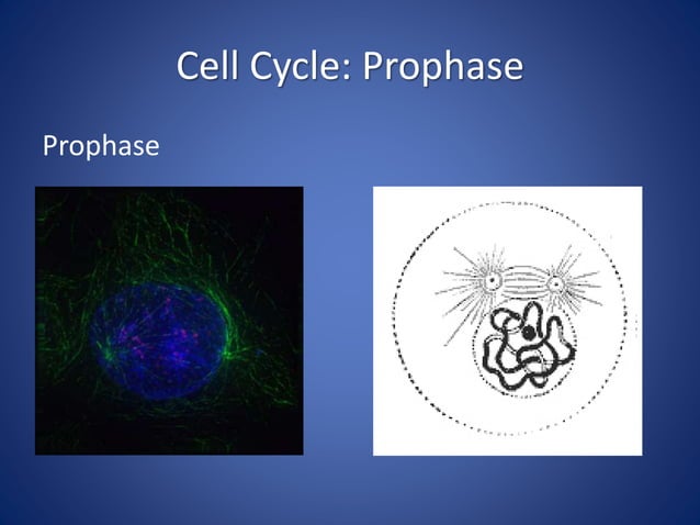 Dna replication, mitosis and the cell cycle | PPT