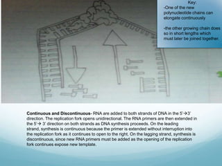 Dna replication model | PPTX