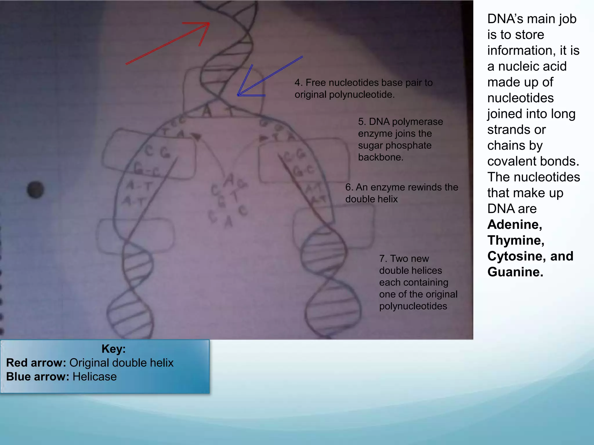 Dna replication model | PPTX