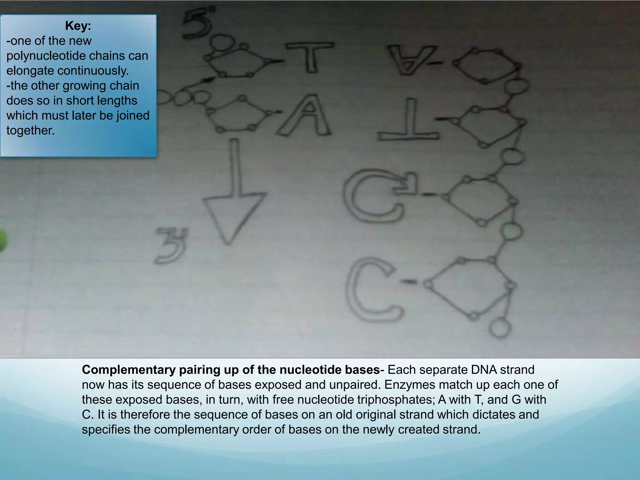 Dna replication model | PPTX