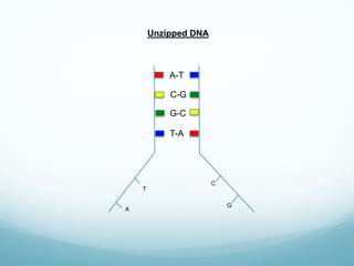Dna replication model | PPTX