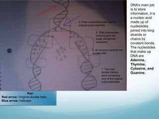 Dna replication model | PPTX