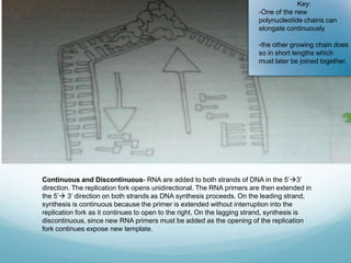 Dna replication model | PPTX