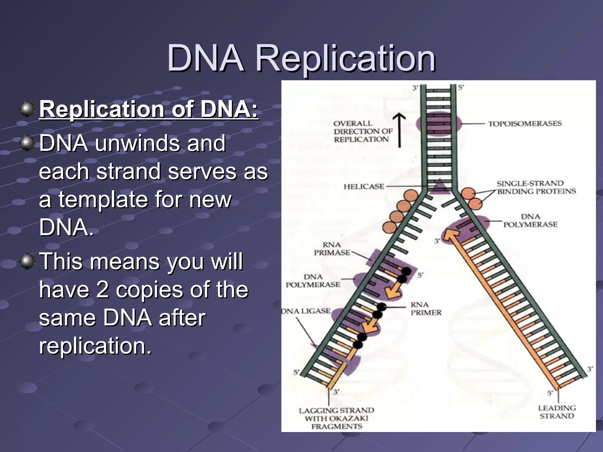 DNA Replication Notes | PPT