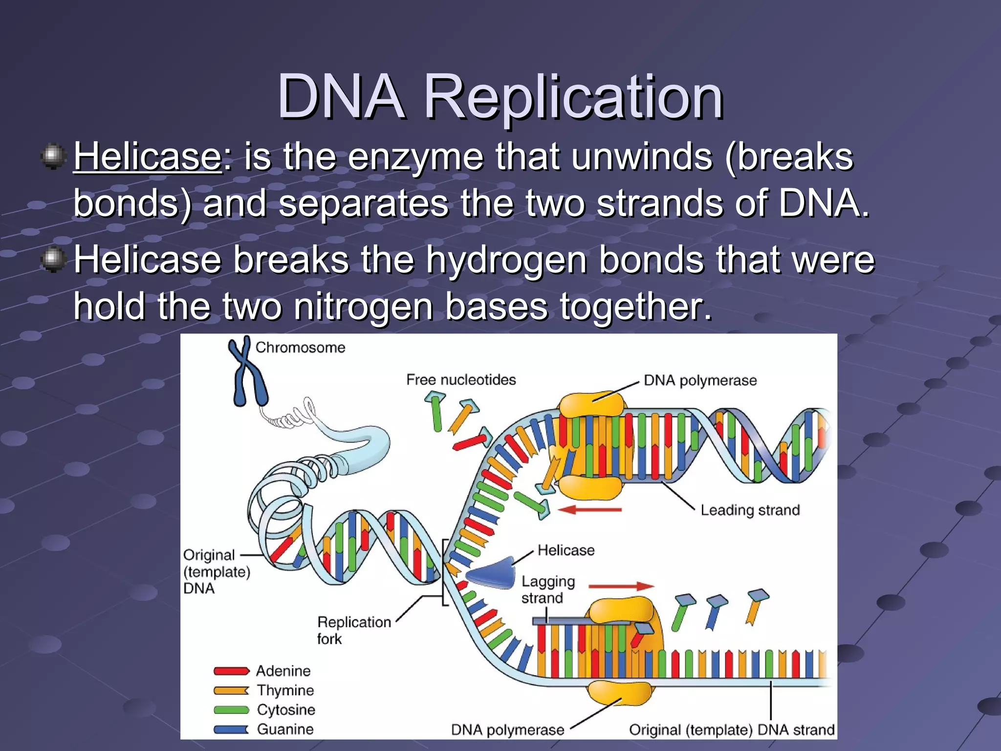 DNA Replication Notes | PPT