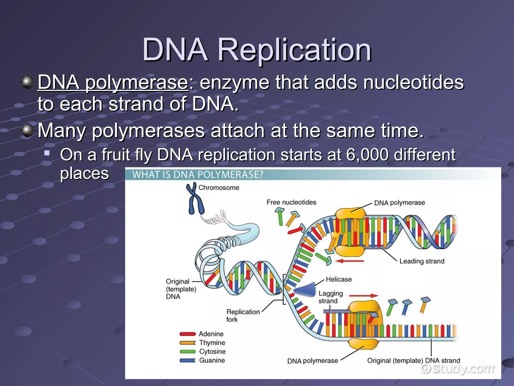 DNA Replication Notes | PPT