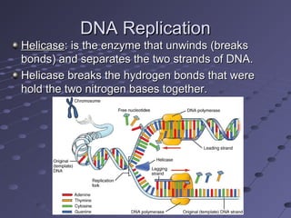 DNA Replication Notes | PPT