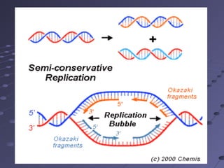 DNA Replication Notes | PPT