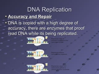 DNA Replication Notes | PPT