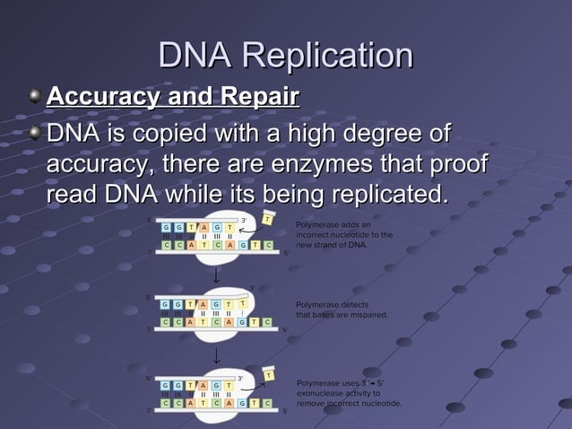 DNA Replication Notes | PPT