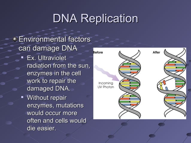 DNA Replication Notes | PPT