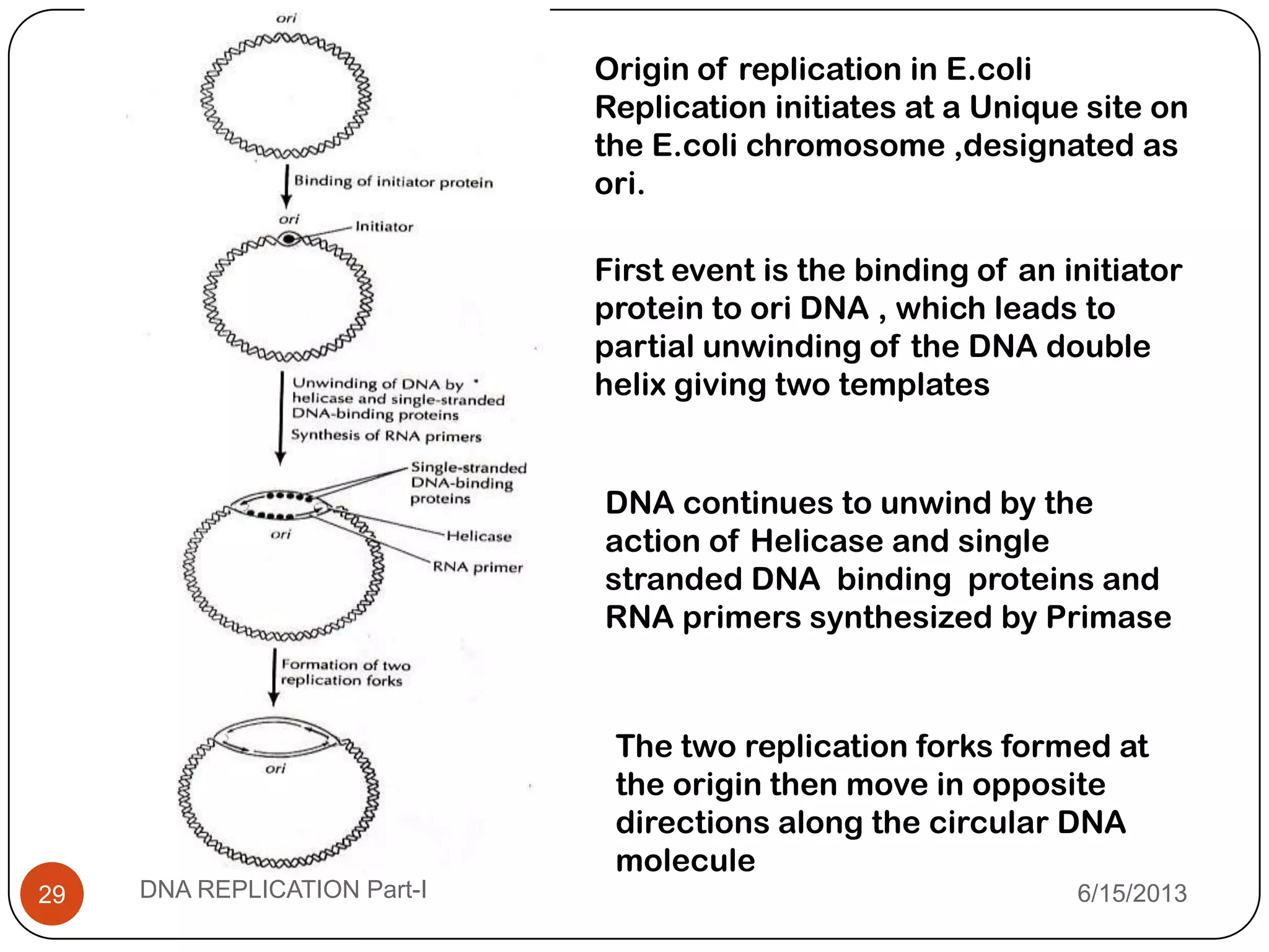 Dna replication part i | PPTX