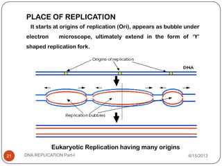 Dna Replication Fork Microscope