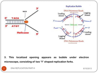 Dna replication part ii | PPT