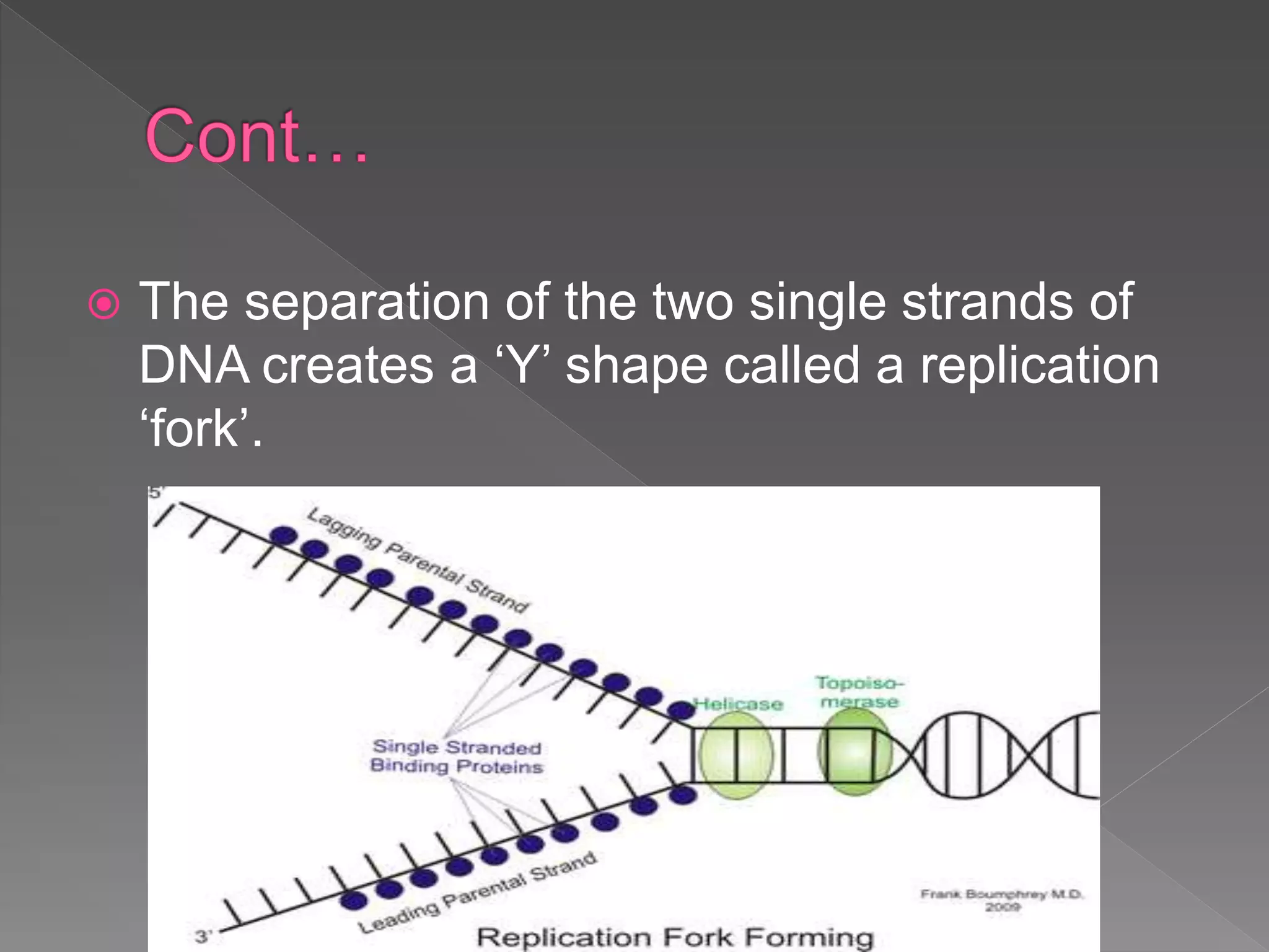 Dna replication ppt | PPTX | Chemistry | Science