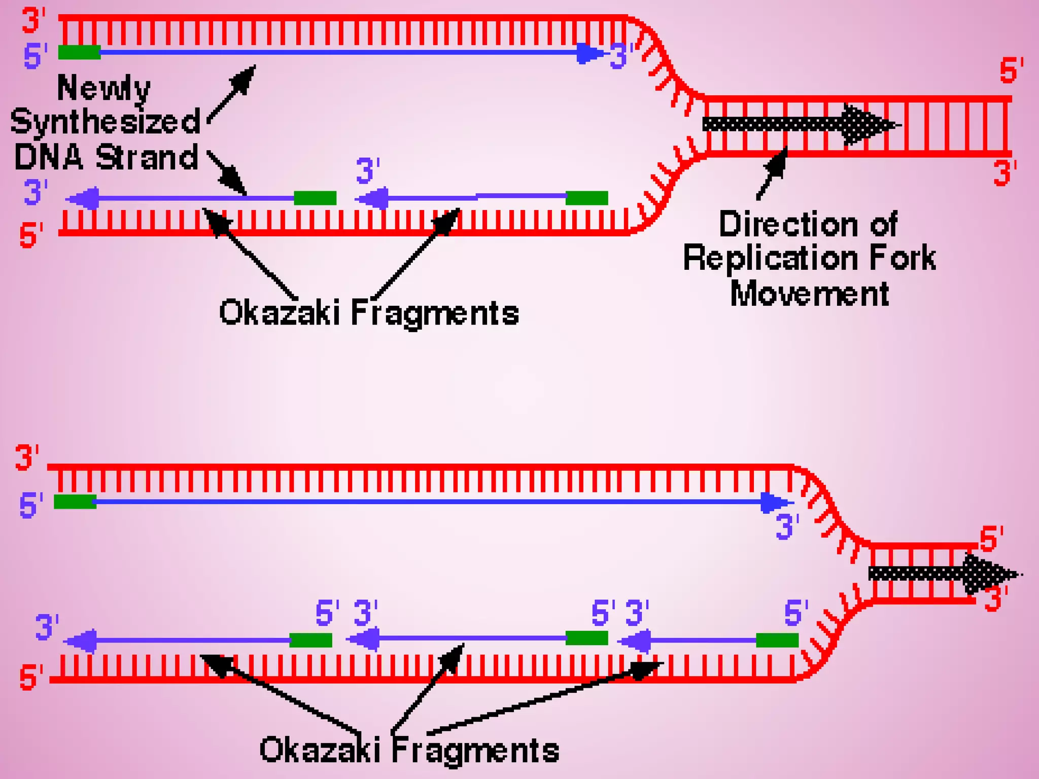 Dna replication ppt | PPTX