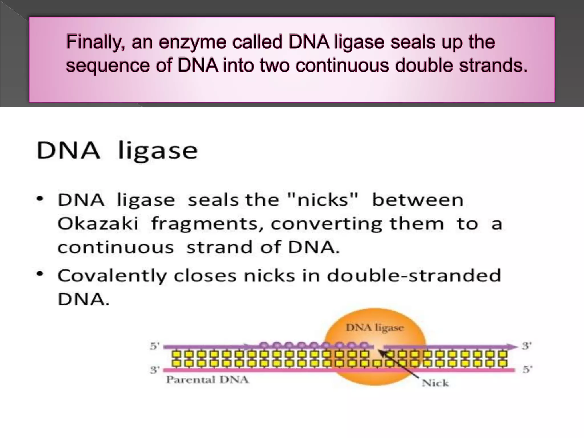 Dna replication ppt | PPTX | Chemistry | Science