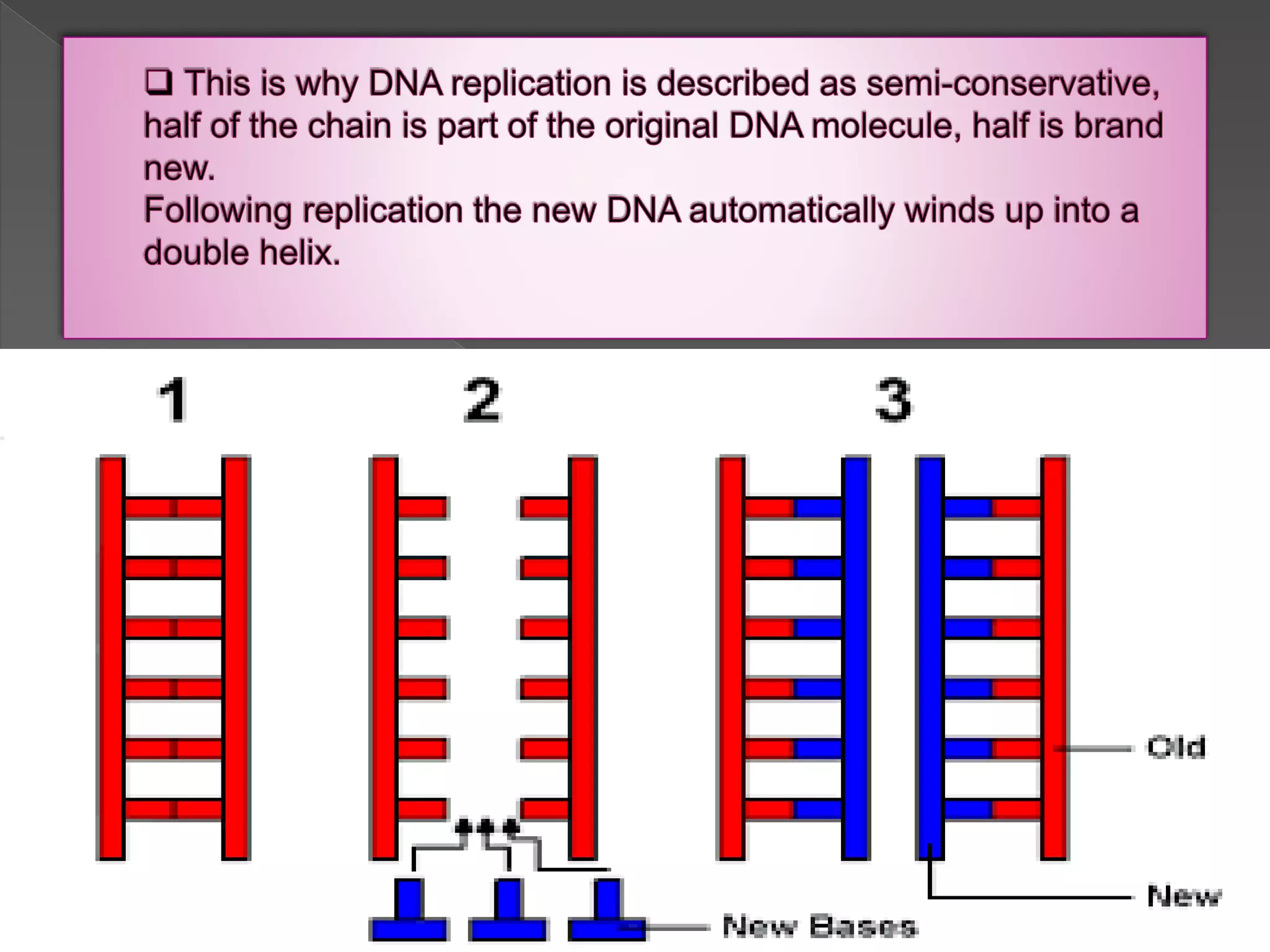 Dna replication ppt | PPTX