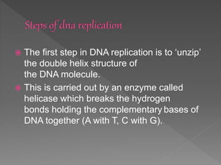 Dna replication ppt | PPTX