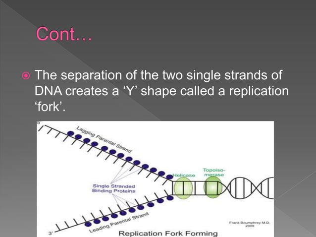 Dna replication ppt | PPTX | Chemistry | Science