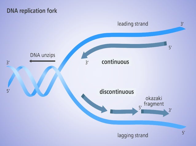 Dna replication ppt | PPTX | Chemistry | Science