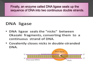 Dna replication ppt | PPTX