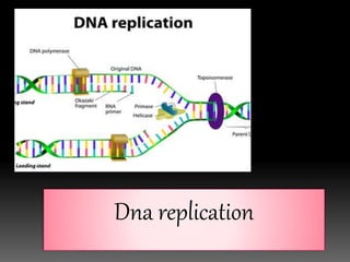 Dna replication ppt | PPTX | Chemistry | Science