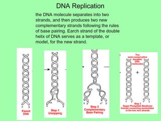 Dna replication ppt | PPTX